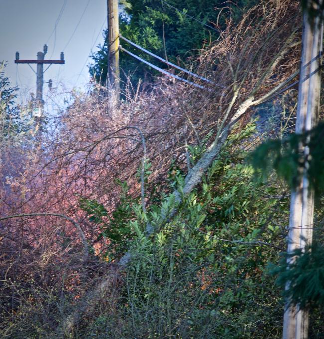 UPDATE: High winds knock over tree, downing power line leading to brush ...